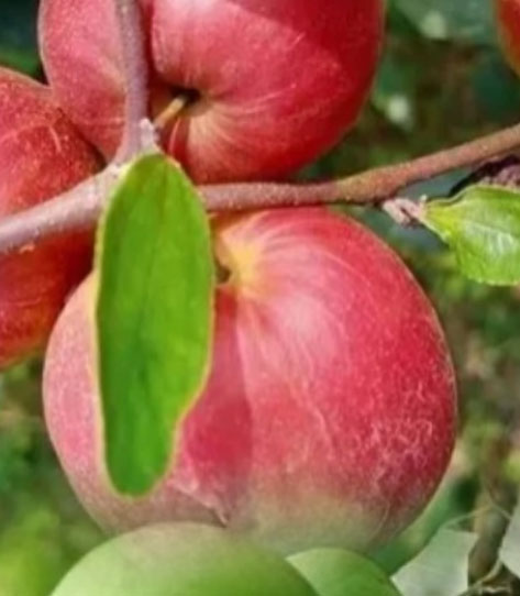 Green Grow Genetics – For a Better and Prosperous Future